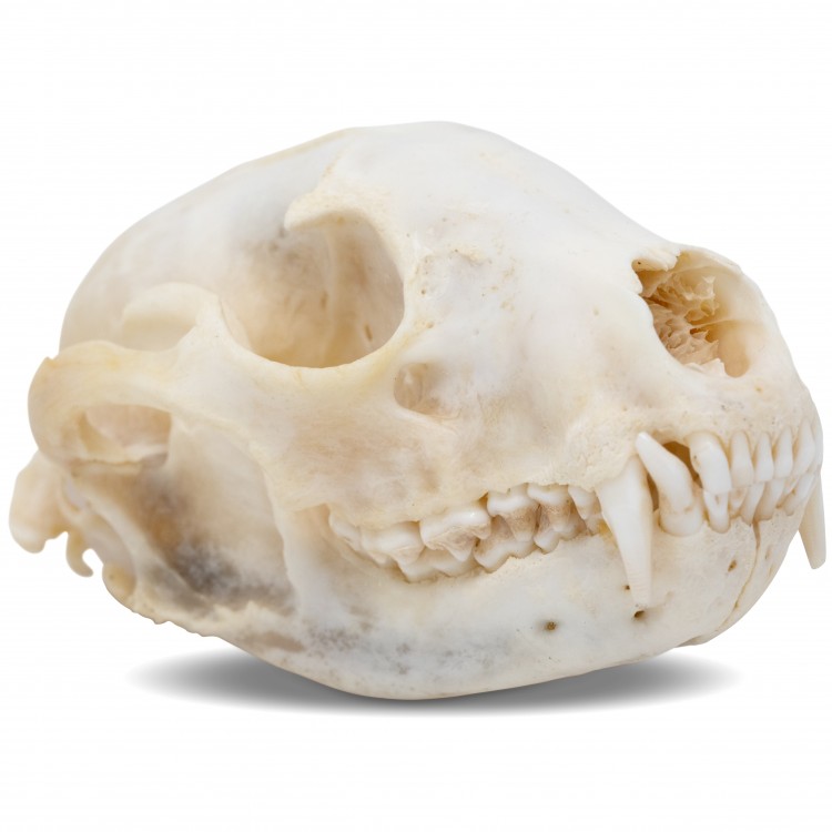 Raccoon Skull- Real Raccoon Skull Taxidermy, Made in The USA
