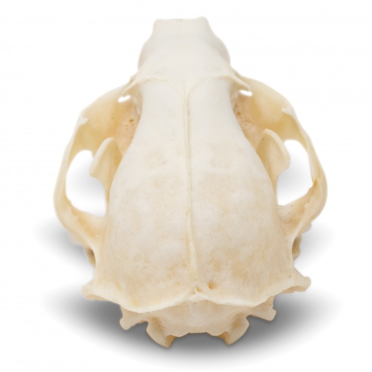 Raccoon Skull- Real Raccoon Skull Taxidermy, Made in The USA