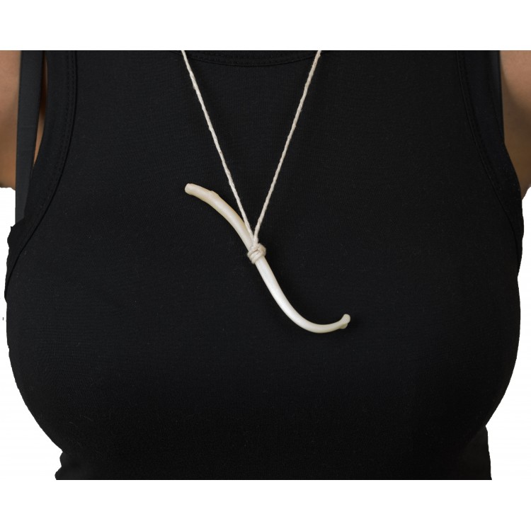 Raccoon Baculum Bone- Raccoon Penile Bone, Texas Toothpick from Real ...