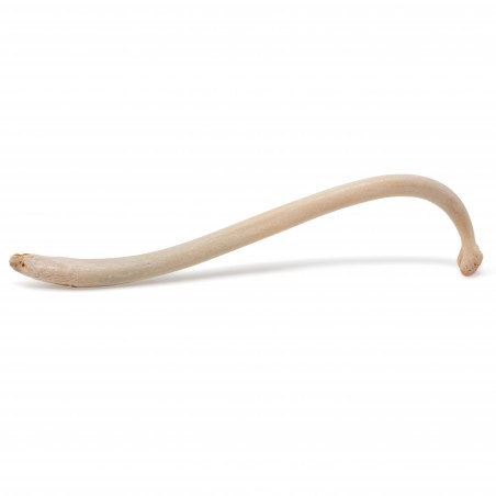 Raccoon Baculum Bone- Raccoon Penile Bone, Texas Toothpick from Real ...