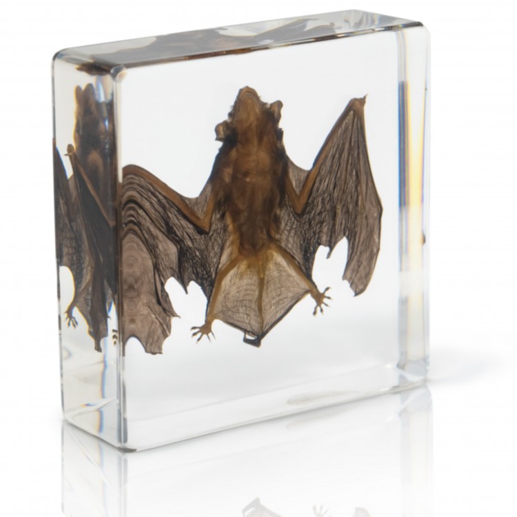 Bat Specimen- Real Bat Specimen, Encased Animal Specimen for Science ...